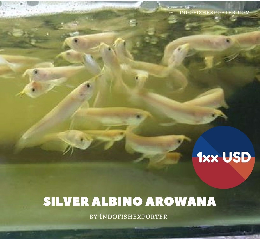 WHOLESALE INDONESIA TROPICAL FISH / AQUARIUM FISH / RARE & EXOTIC FISH ...