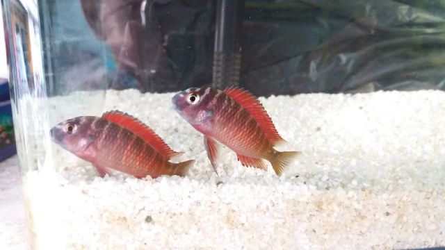 Tropheus Cilanga | WHOLESALE INDONESIA TROPICAL FISH / AQUARIUM FISH ...