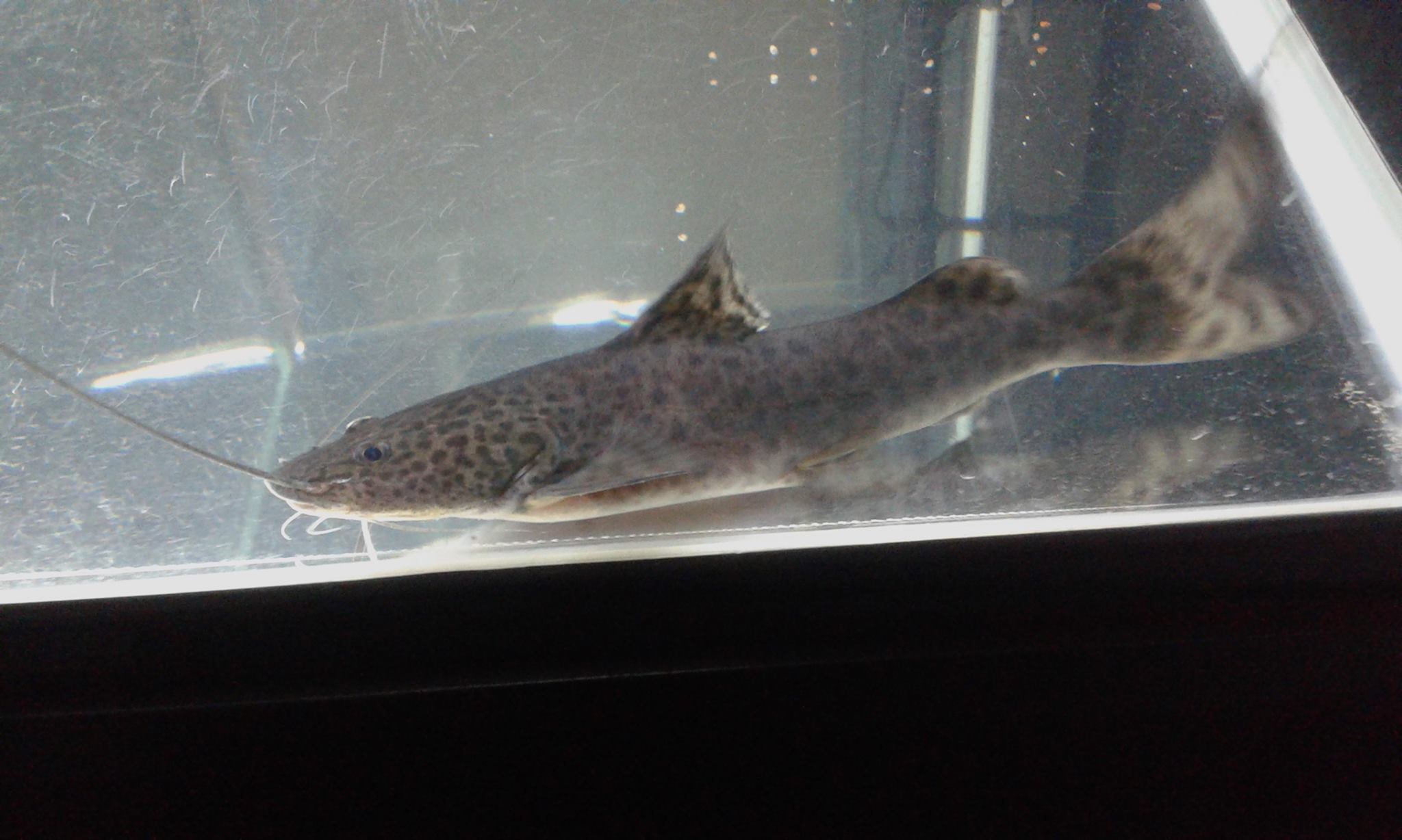 Jaw Catfish (Zungaro zungaro) | WHOLESALE INDONESIA TROPICAL FISH ...