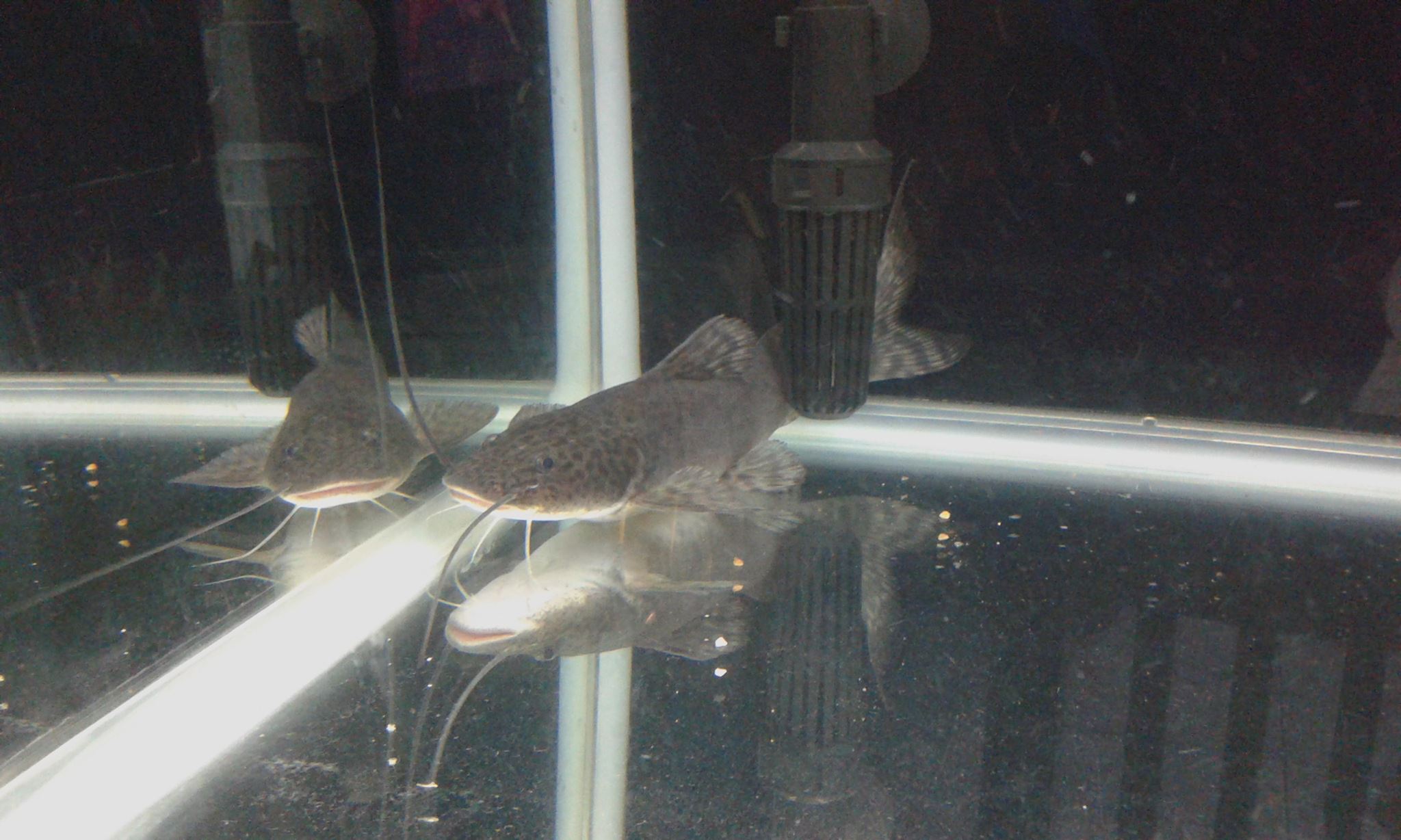 Jaw Catfish (Zungaro zungaro) | WHOLESALE INDONESIA TROPICAL FISH ...