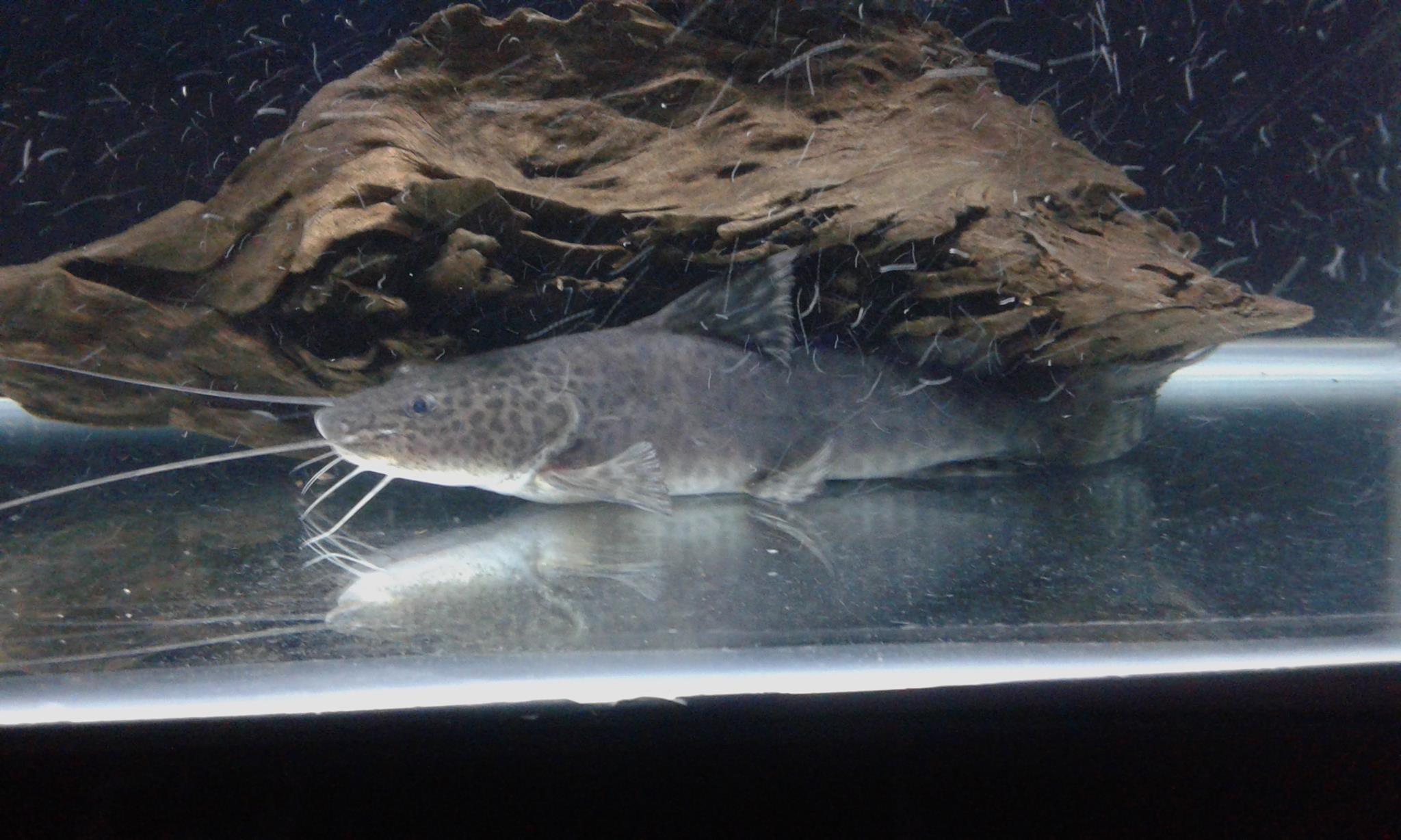 Jaw Catfish (Zungaro zungaro) | WHOLESALE INDONESIA TROPICAL FISH ...