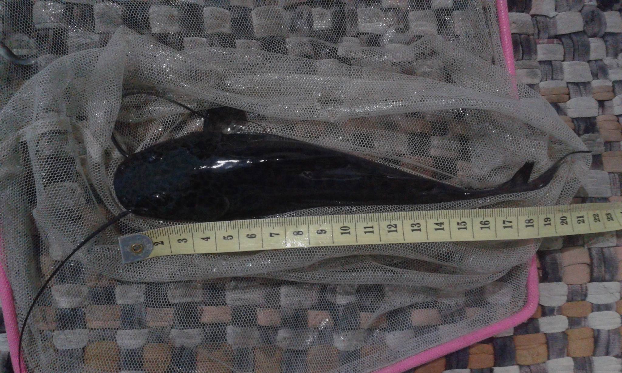 Jaw Catfish (Zungaro zungaro) | WHOLESALE INDONESIA TROPICAL FISH ...