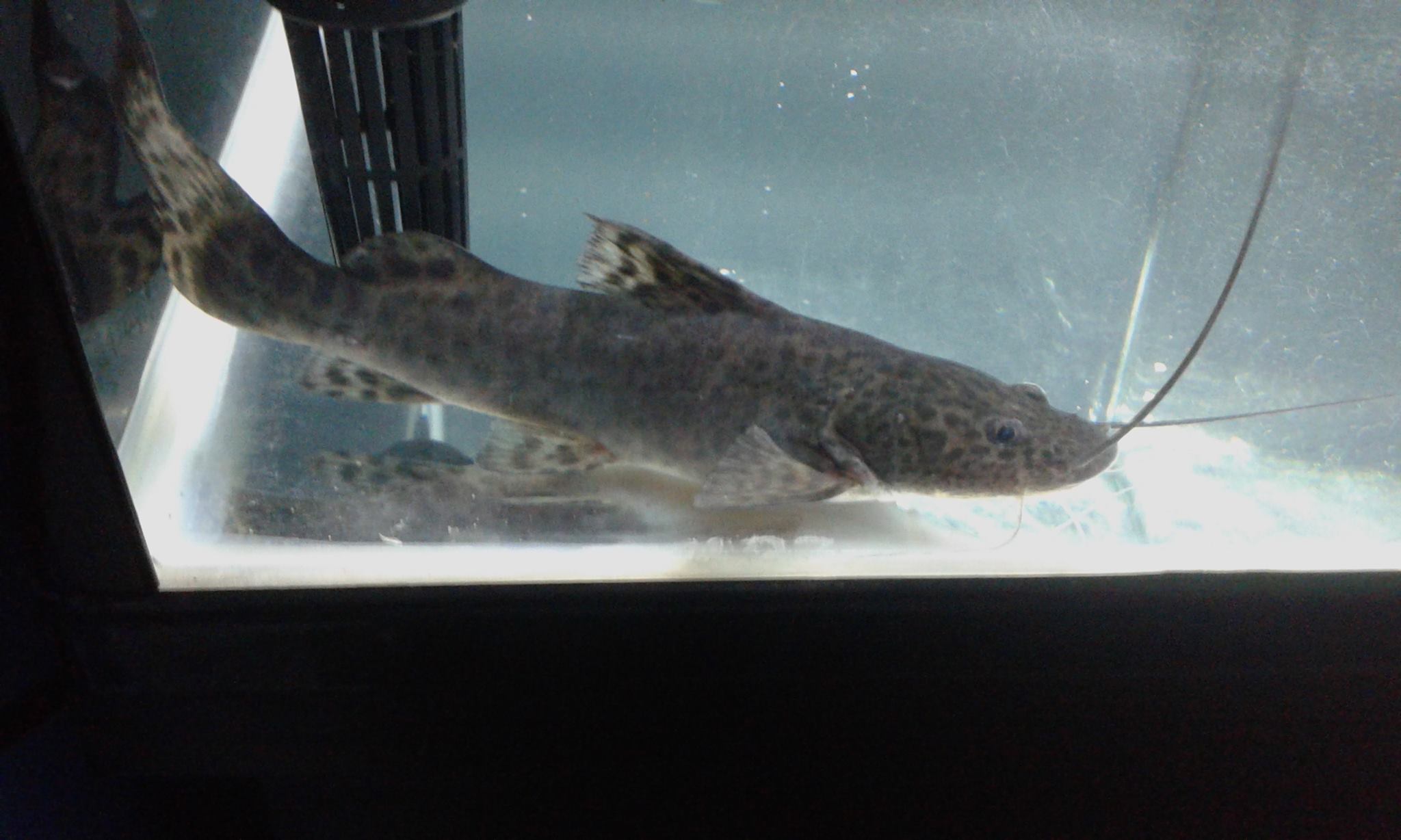 Jaw Catfish (Zungaro zungaro) | WHOLESALE INDONESIA TROPICAL FISH ...
