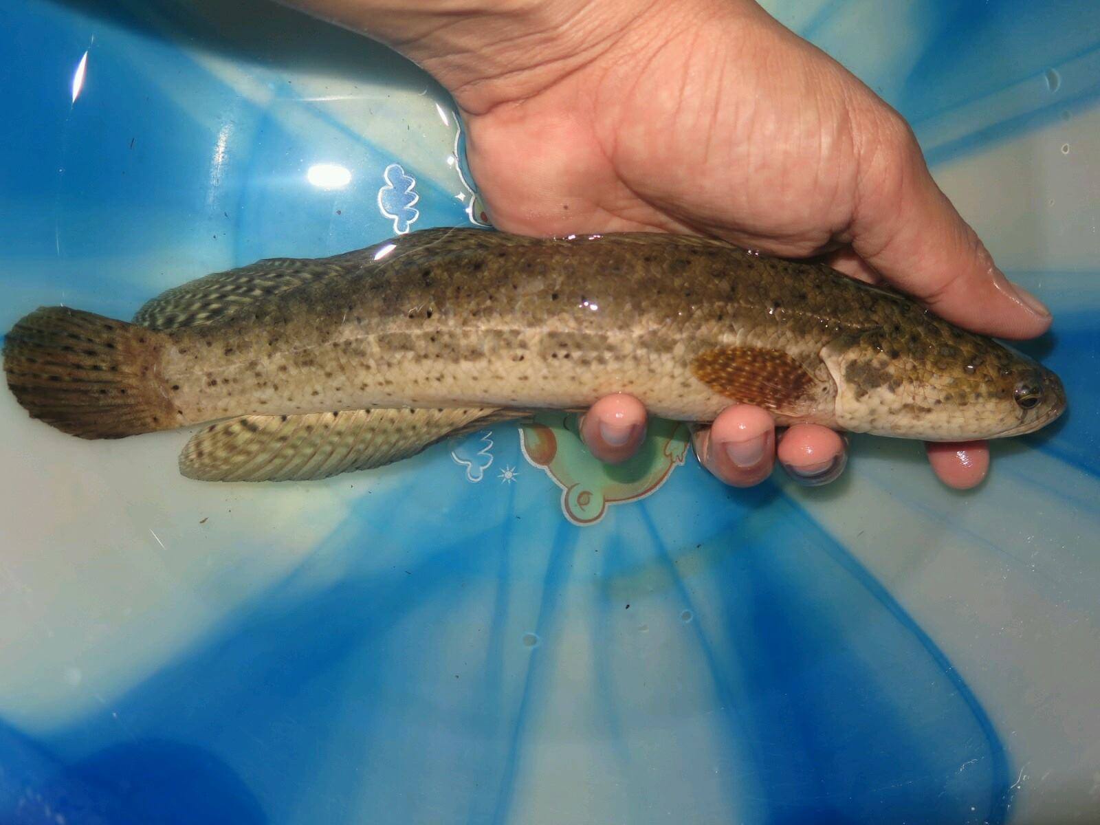 Bangka Snakehead (Channa bankanensis) | WHOLESALE INDONESIA TROPICAL ...