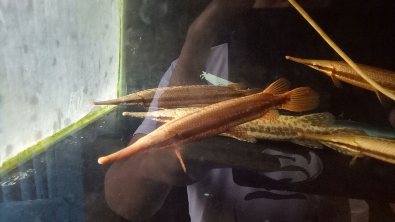 Red Gar | WHOLESALE INDONESIA TROPICAL FISH / AQUARIUM FISH / RARE ...