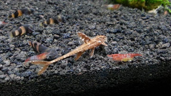 Red Lizard Catfish / Red Lizard Whiptail (Rineloricaria sp ...