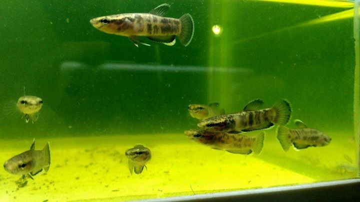 Bettas | WHOLESALE INDONESIA TROPICAL FISH / AQUARIUM FISH / RARE ...