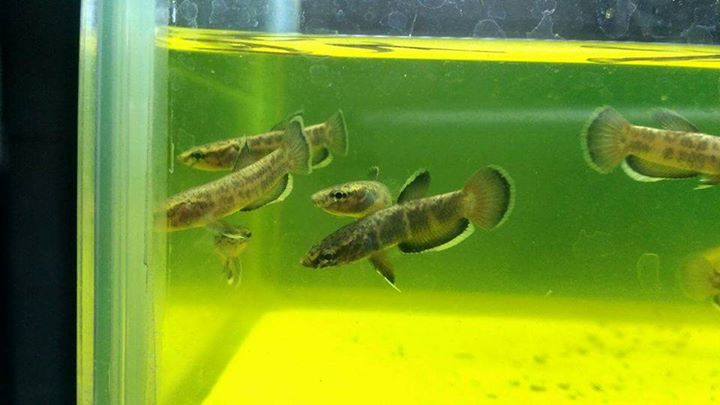 Betta Channoides (Wild Caught) | WHOLESALE INDONESIA TROPICAL FISH ...