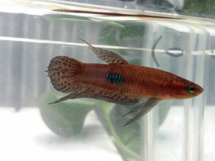 Betta Coccina (Wild Caught) | WHOLESALE INDONESIA TROPICAL FISH ...