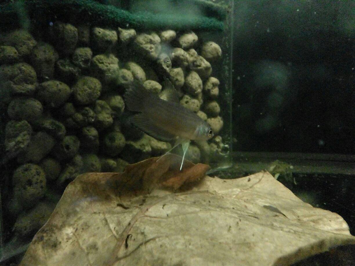 Betta Enisae (Wild Caught) | WHOLESALE INDONESIA TROPICAL FISH ...