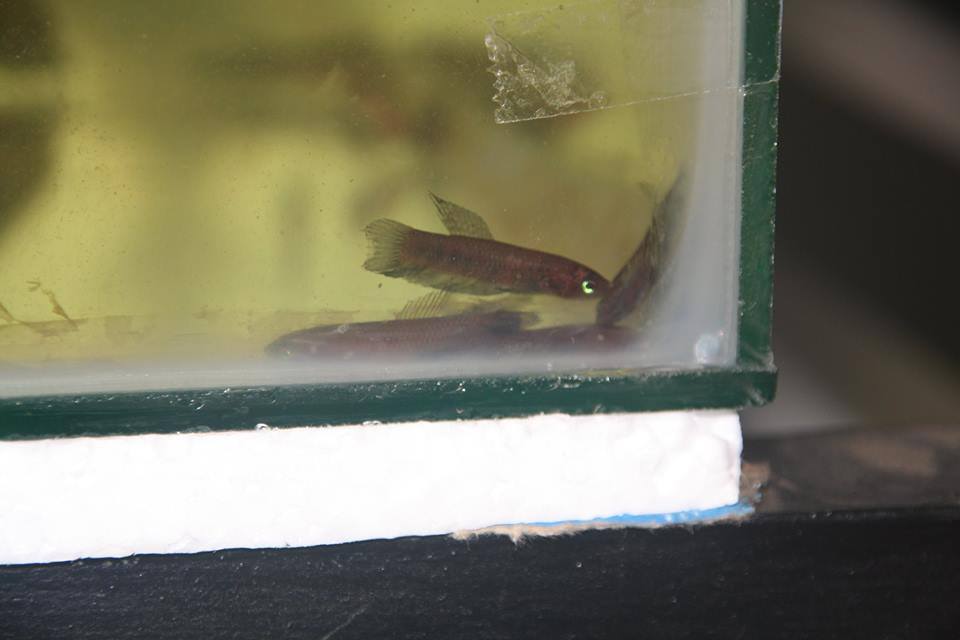 Betta Hendra (Wild Caught) | WHOLESALE INDONESIA TROPICAL FISH ...