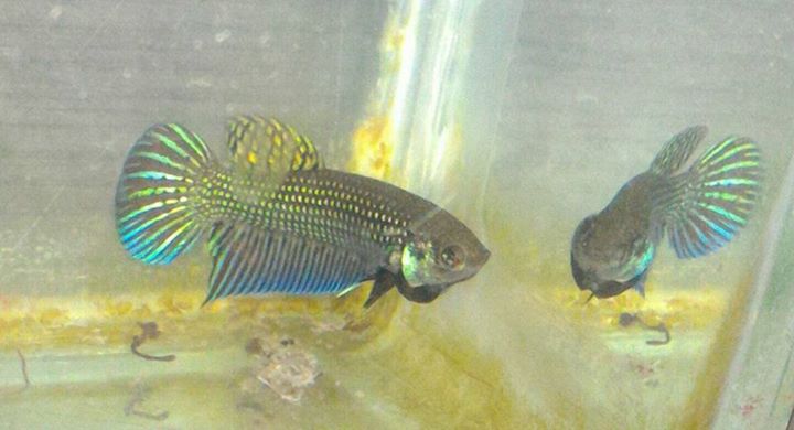 Betta Mahachai (Wild Caught) | WHOLESALE INDONESIA TROPICAL FISH ...