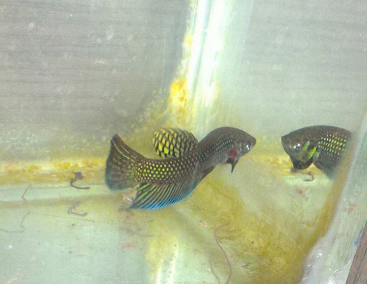 Betta Mahachai (Wild Caught) | WHOLESALE INDONESIA TROPICAL FISH ...