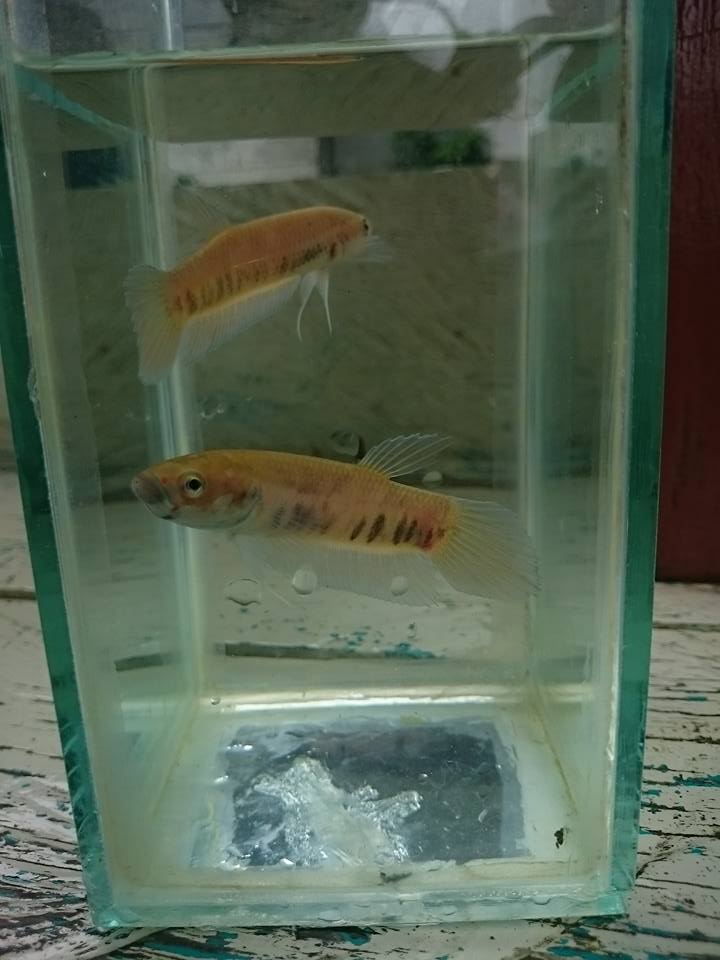 Betta Patoti (Wild Caught) | WHOLESALE INDONESIA TROPICAL FISH ...