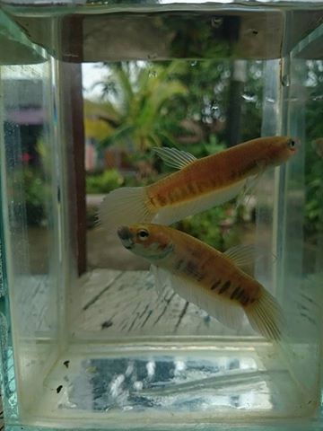 Betta Patoti (Wild Caught) | WHOLESALE INDONESIA TROPICAL FISH ...