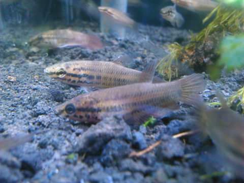 Betta Picta (Wild Caught) | WHOLESALE INDONESIA TROPICAL FISH ...