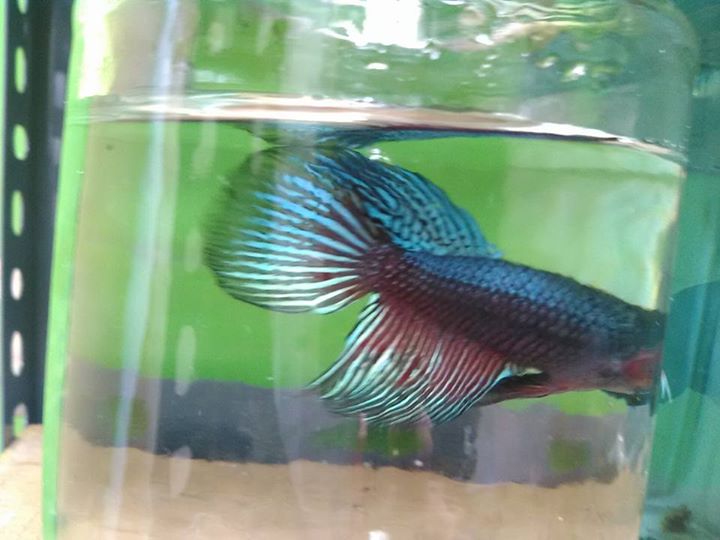 Betta Schalleri (Wild Caught) | WHOLESALE INDONESIA TROPICAL FISH ...