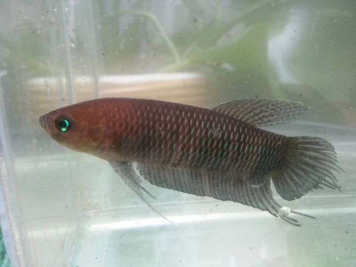 Betta Simorum (Wild Caught) | WHOLESALE INDONESIA TROPICAL FISH ...