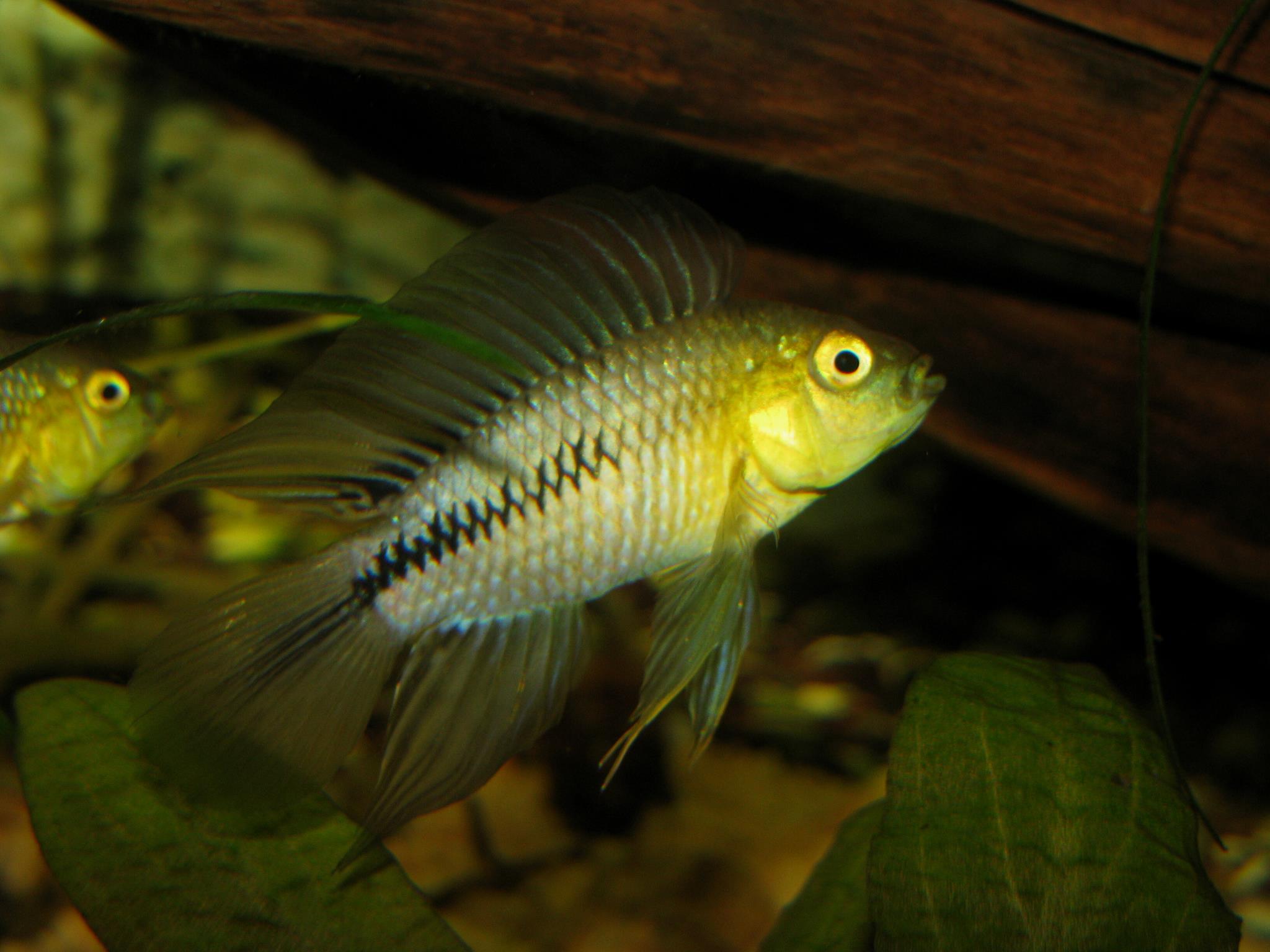 Borelli Dwarf Cichlid | WHOLESALE INDONESIA TROPICAL FISH / AQUARIUM ...