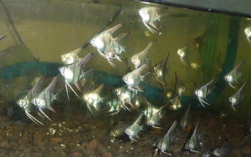 Peruvian Altum Angelfish | WHOLESALE INDONESIA TROPICAL FISH / AQUARIUM ...