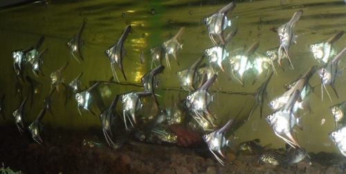 Peruvian Altum Angelfish | WHOLESALE INDONESIA TROPICAL FISH / AQUARIUM ...