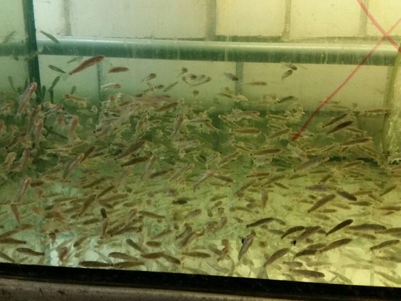 Garra Rufa (for sale) | WHOLESALE INDONESIA TROPICAL FISH / AQUARIUM ...