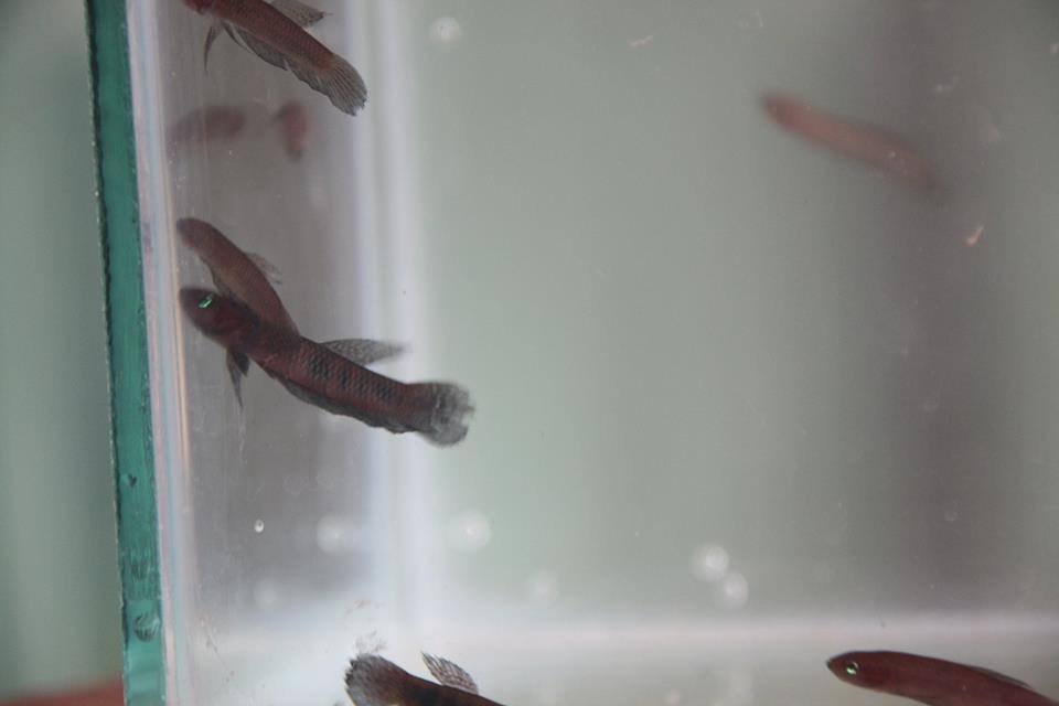 Betta hendra | WHOLESALE INDONESIA TROPICAL FISH / AQUARIUM FISH / RARE ...