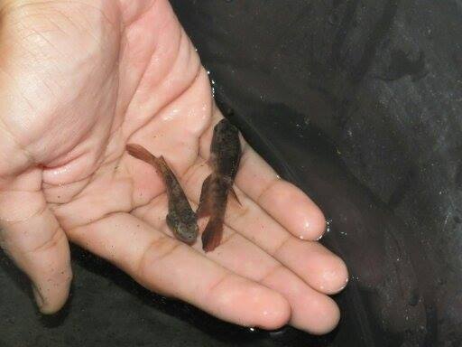 Betta Picta | WHOLESALE INDONESIA TROPICAL FISH / AQUARIUM FISH / RARE ...