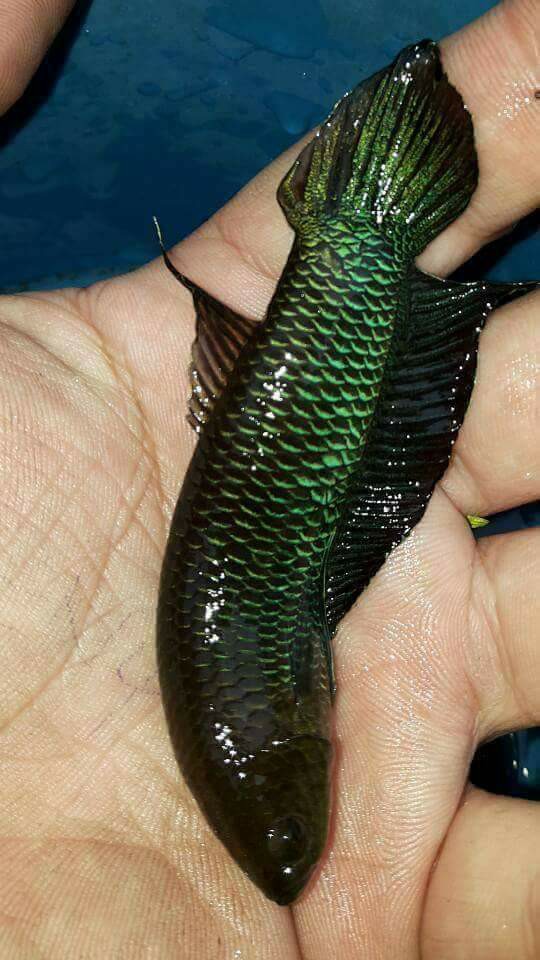 Betta Simorum | WHOLESALE INDONESIA TROPICAL FISH / AQUARIUM FISH ...