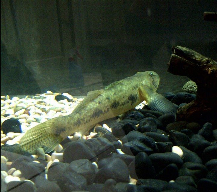 Channa Gachua (Dwarf Snakehead) | WHOLESALE INDONESIA TROPICAL FISH ...