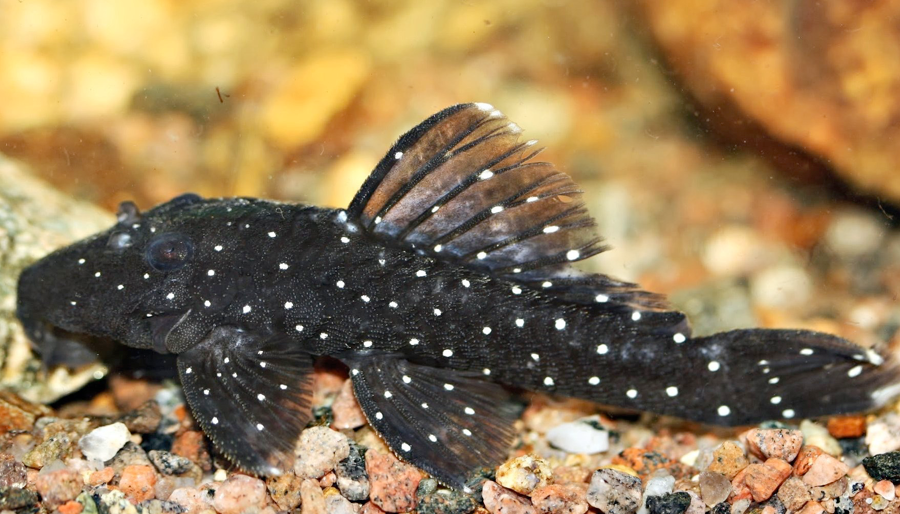 Spectracanthicus sp. L315 (Pleco) | WHOLESALE INDONESIA TROPICAL FISH ...
