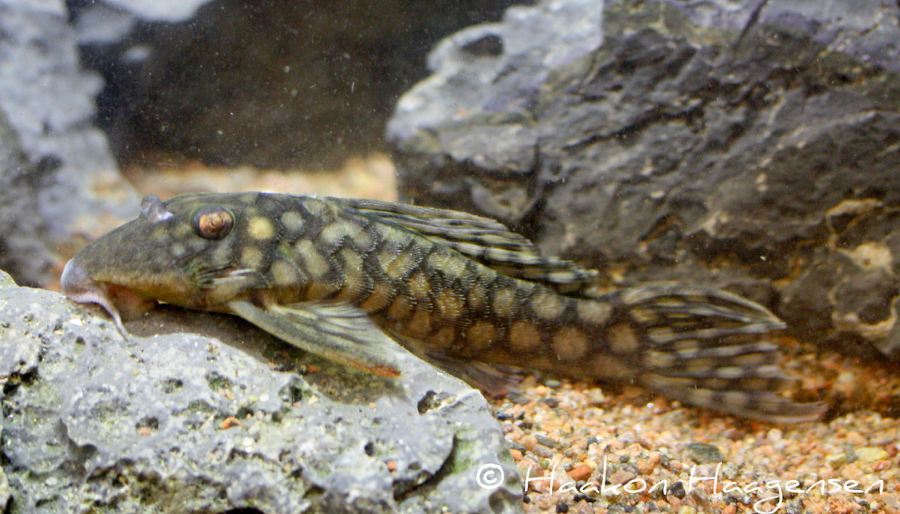 Spectracanthicus zuanoni L020 | WHOLESALE INDONESIA TROPICAL FISH ...