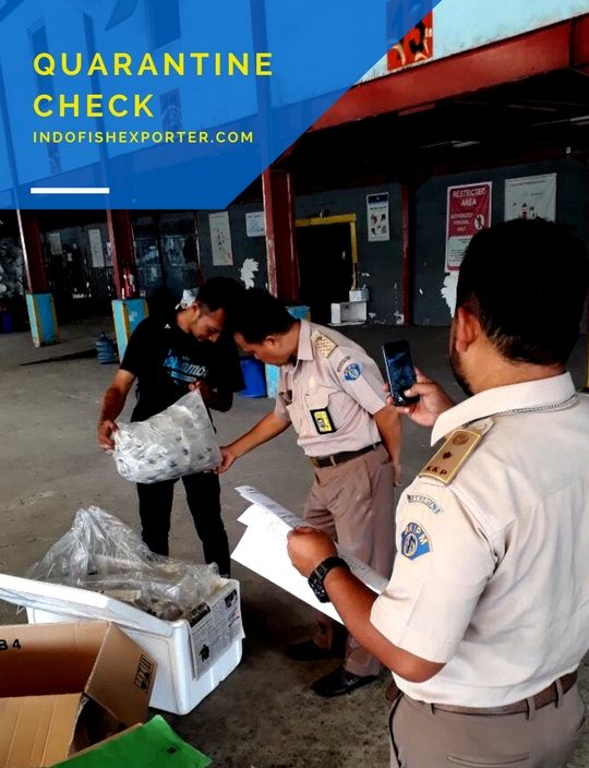 Quarantine Check | WHOLESALE INDONESIA TROPICAL FISH / AQUARIUM FISH / RARE & EXOTIC FISH EXPORTER