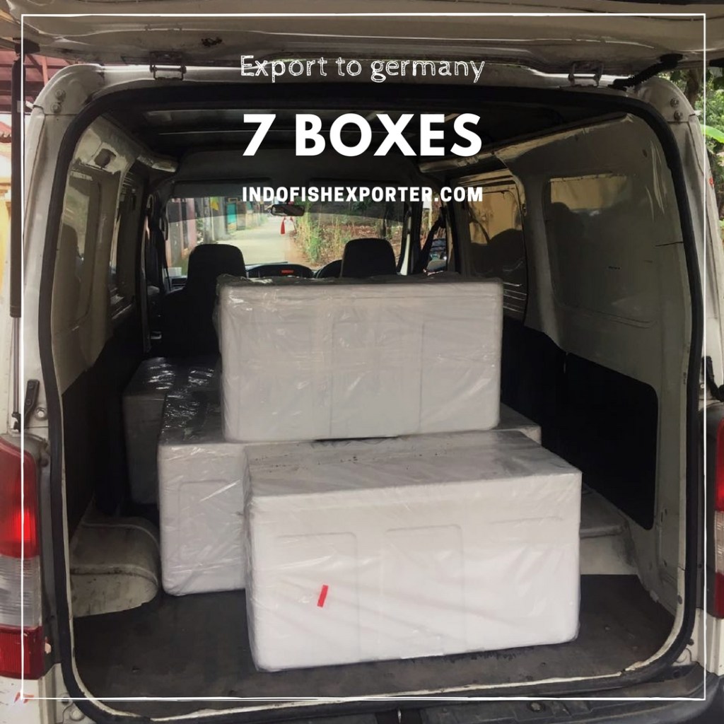 Export 15 Boxes to Qatar | WHOLESALE INDONESIA TROPICAL FISH / AQUARIUM ...