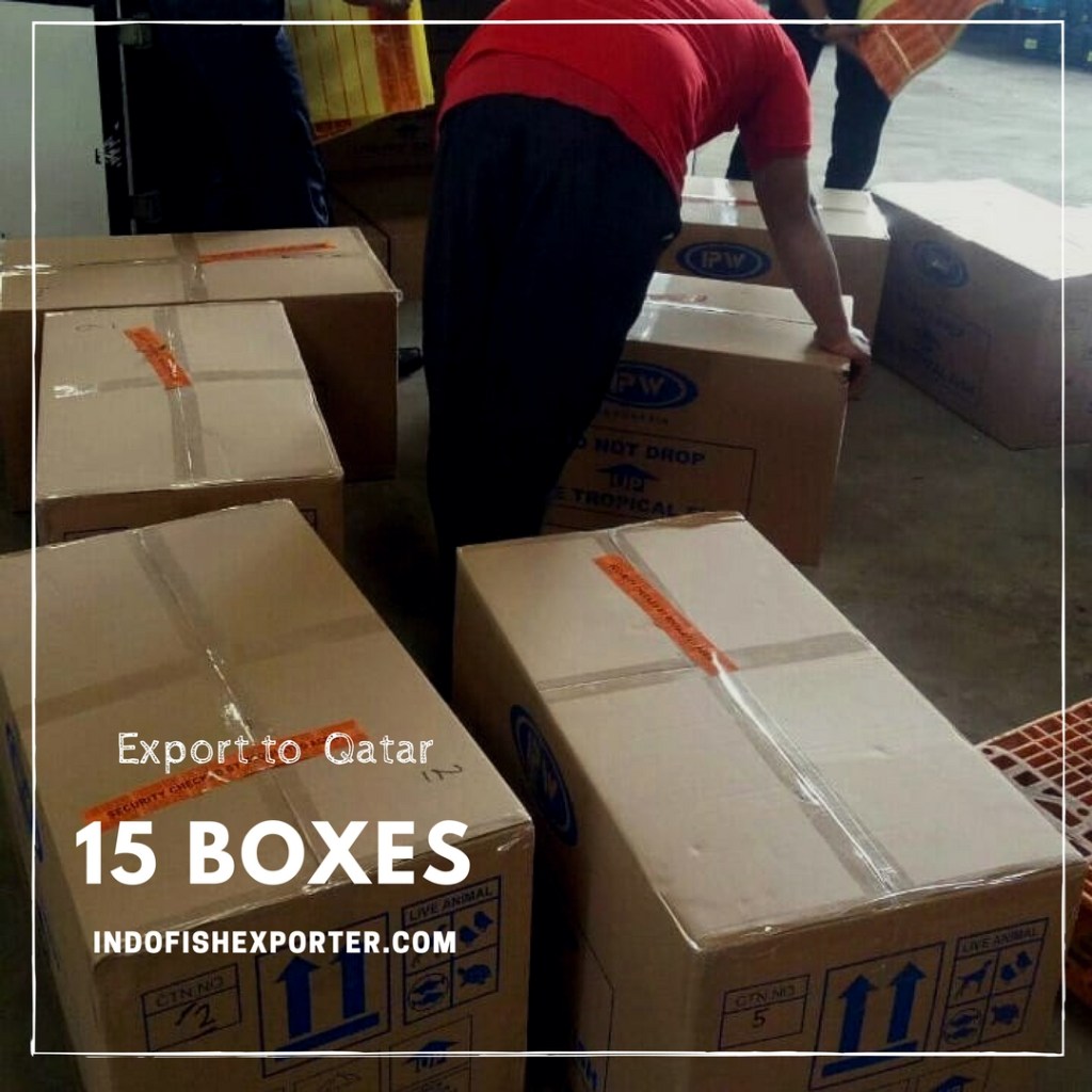 Export 15 Boxes to Qatar | WHOLESALE INDONESIA TROPICAL FISH / AQUARIUM ...