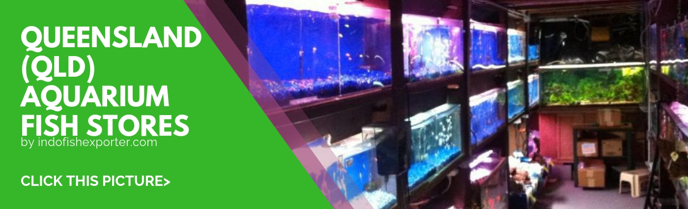 Queensland (QLD) | WHOLESALE INDONESIA TROPICAL FISH / AQUARIUM FISH ...