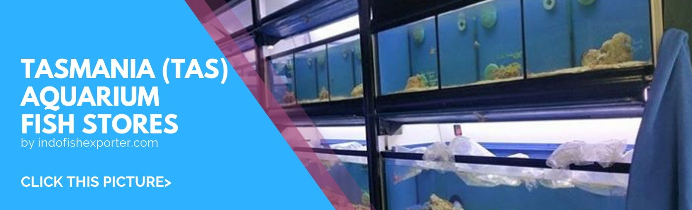 Tasmania (TAS) | WHOLESALE INDONESIA TROPICAL FISH / AQUARIUM FISH ...